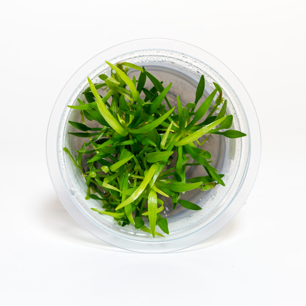 Helanthium tenellum ‘Broadleaf’ – JBJ Aquariums